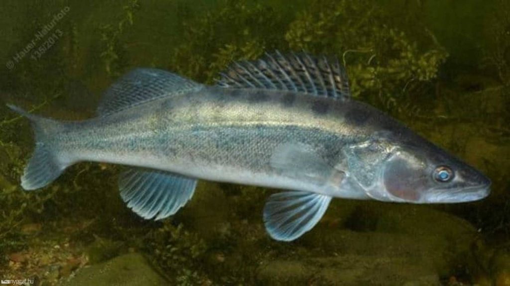 Magyarország vizeinek halai – A hazai halfajok részletes bemutatása ...